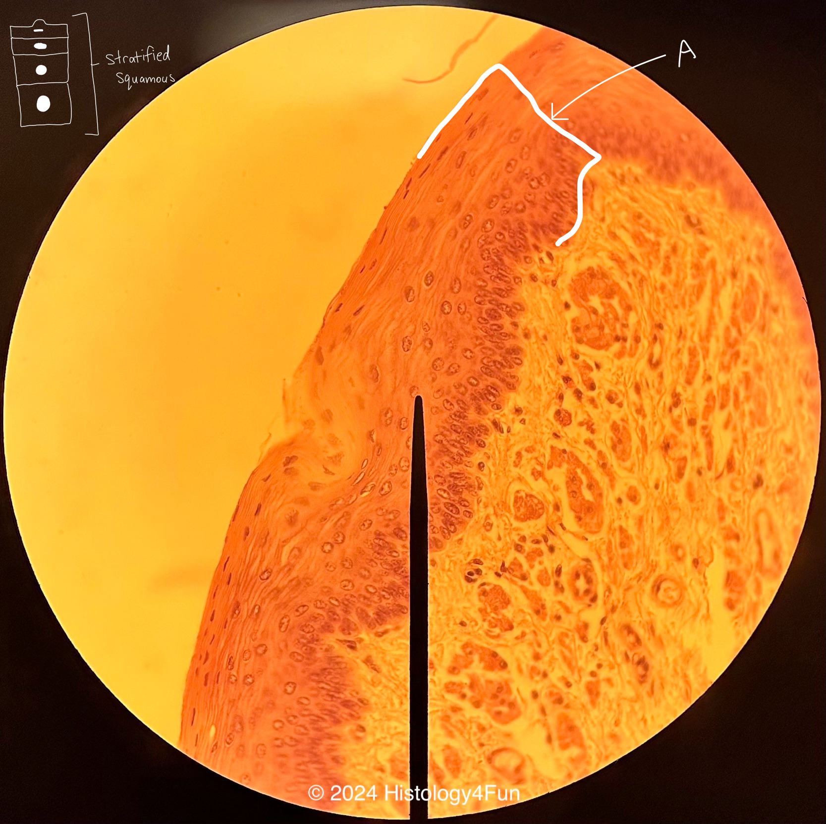 Histology4Fun | Epithelial Tissue | epithelial-tissue