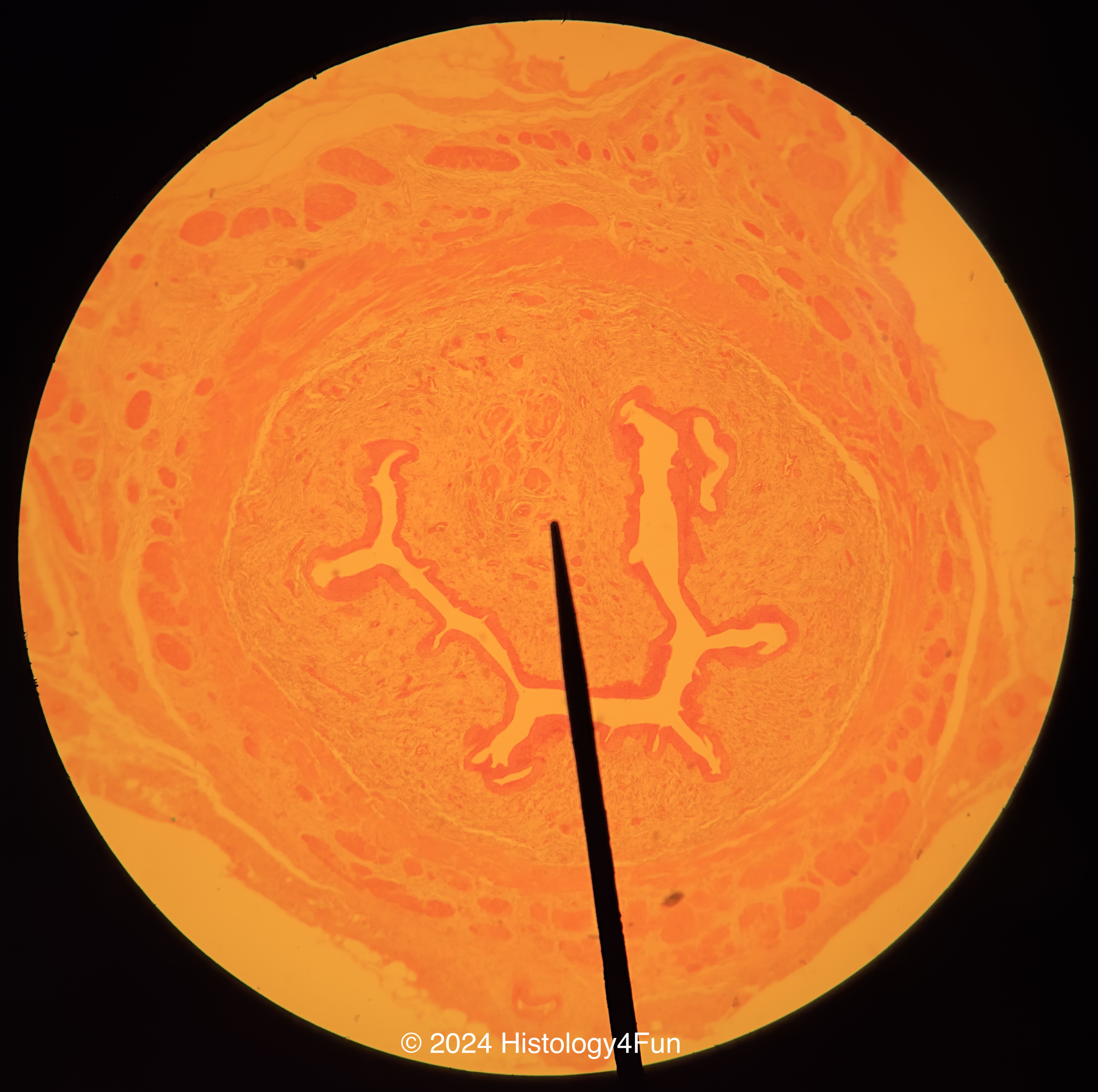 Histology4Fun | Urinary Tissue | urinary-tissue