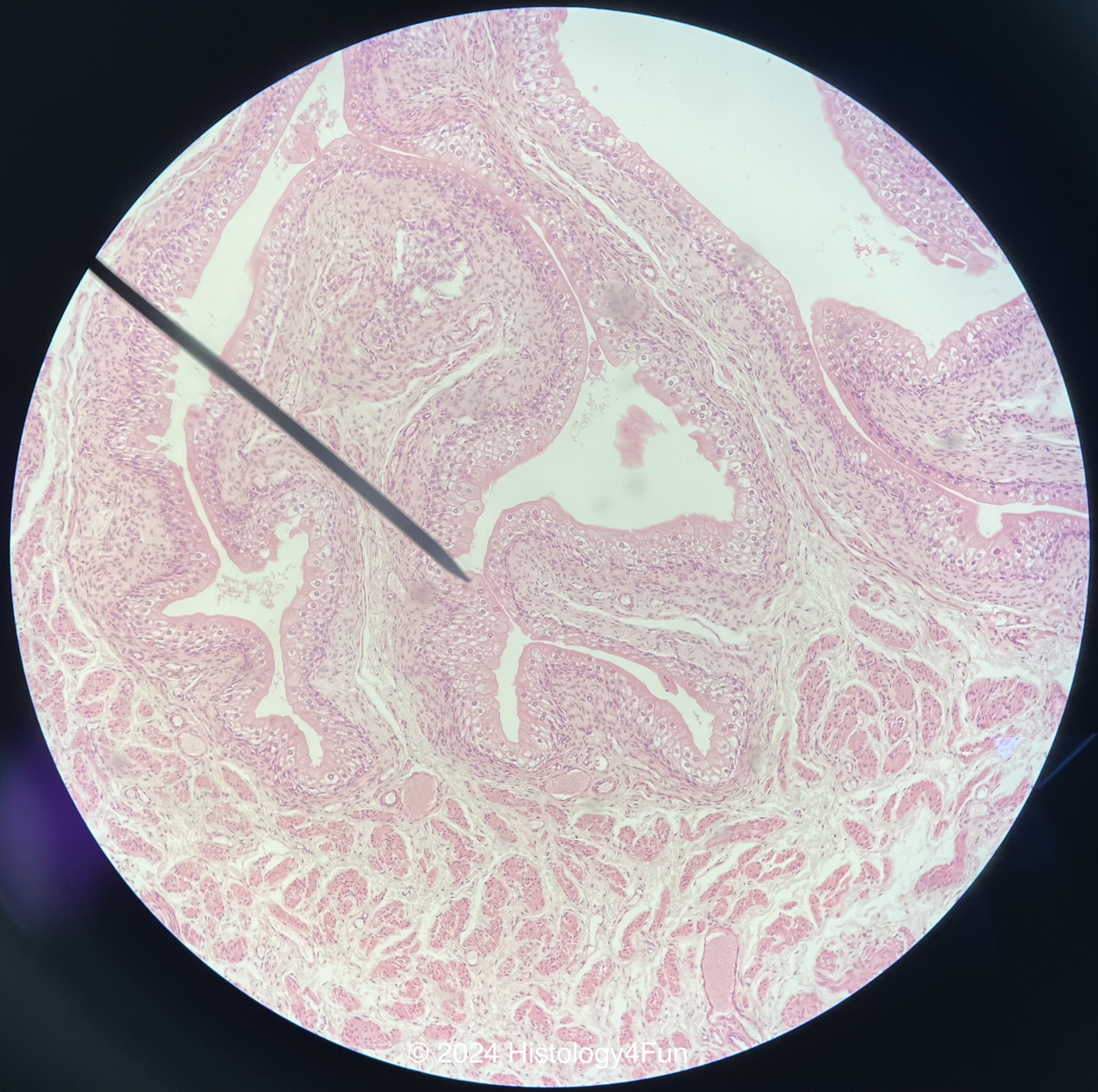 Histology4Fun | Urinary Tissue | urinary-tissue